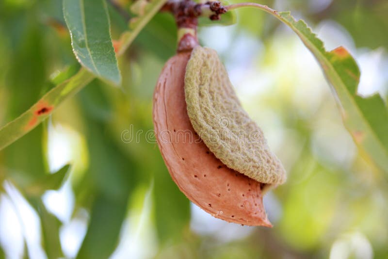 Almonds on tree branch stock image. Image of almond - 189083051