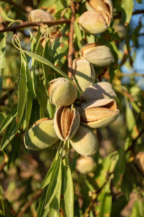 Almonds on the Tree Ripening in Summer Stock Image - Image of almonds ...