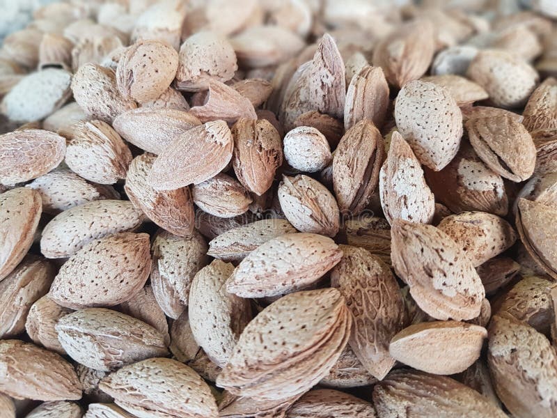 Almonds/ Types of Edible Nut Tree Which Produces these Stock Photo ...