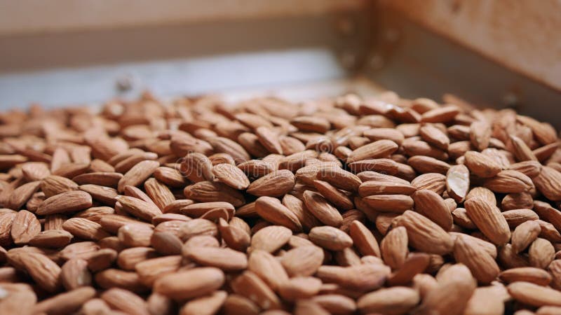 Almonds on a Vibrating Sorting Machine in an Industrial Food Processing ...