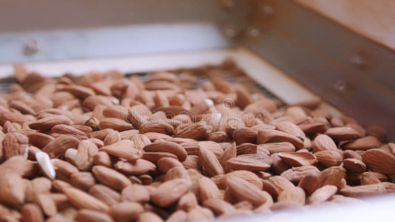 Almonds on a Vibrating Sorting Machine in an Industrial Food Processing ...