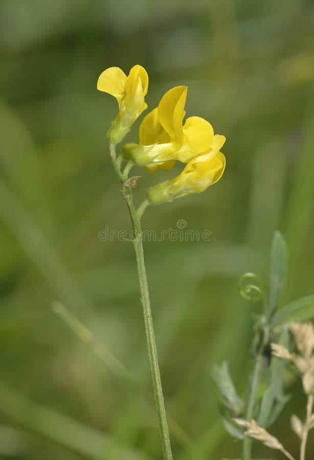 Almorta de los prados foto de archivo. Imagen de legumbre - 87399210