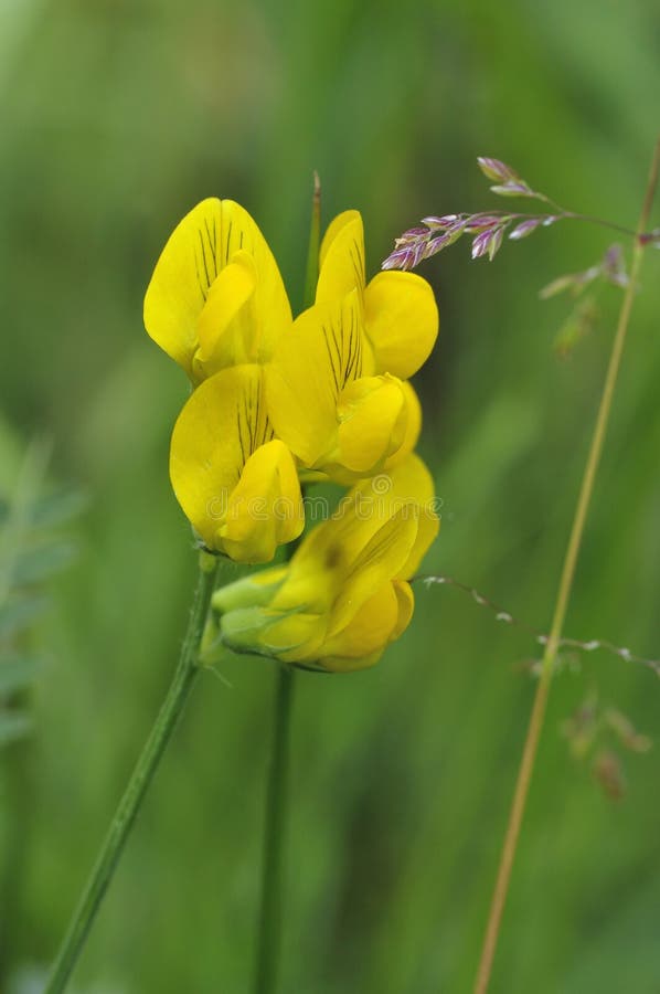Almorta De Los Prados, Pratensis Del Lathyrus, Primer Del Flor, Foco ...