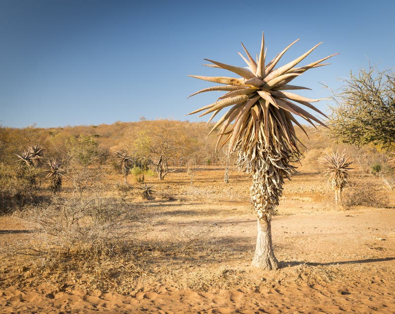 Aloès Vera Trees Botswana Africa Photo stock - Image du afrique, désert ...