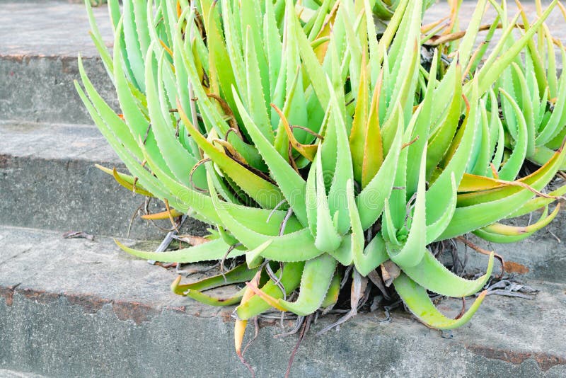 Aloés Vera Plant de México imagem de stock. Imagem de planta - 50877531