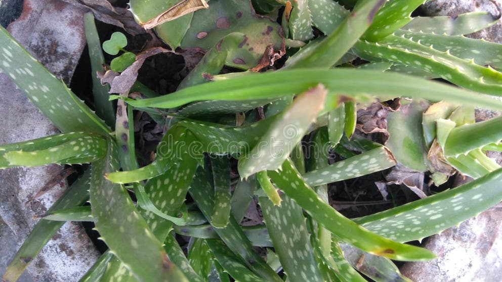 Alo vera stock photo. Image of alovera, bera, allo, vera - 83333592