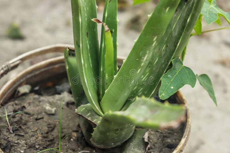 Alo vera in a jar stock photo. Image of grass, soil - 215663840