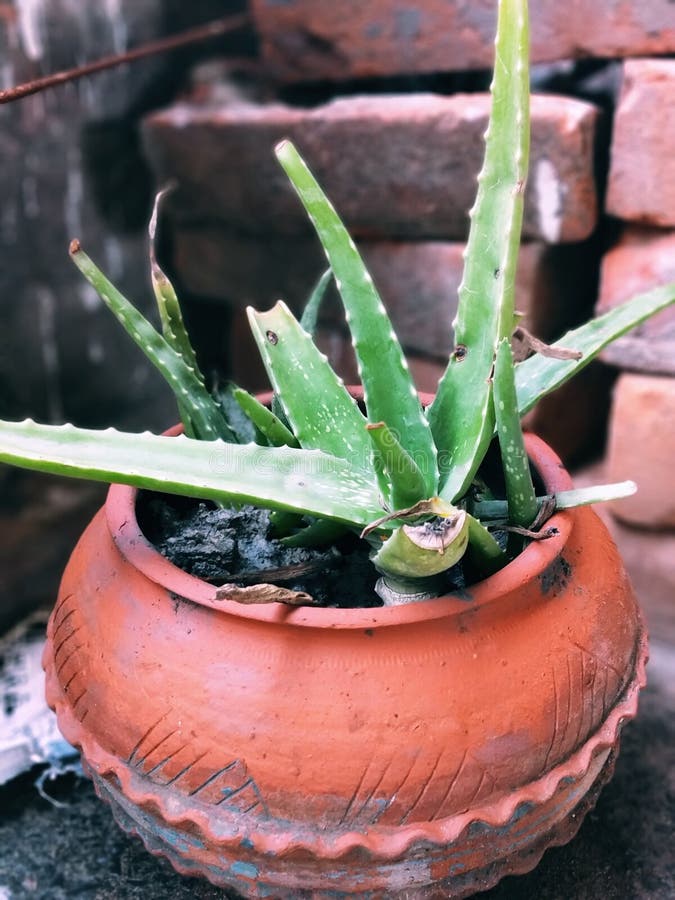 Alo Vera Tree stock image. Image of vera, tree, post - 123192313