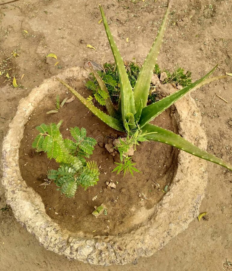 Small Alobera Stock Photos - Free & Royalty-Free Stock Photos from ...