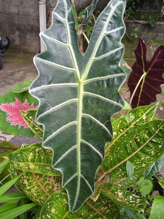 Alocasia Amazon Leaf in the Garden Stock Photo - Image of amazon ...