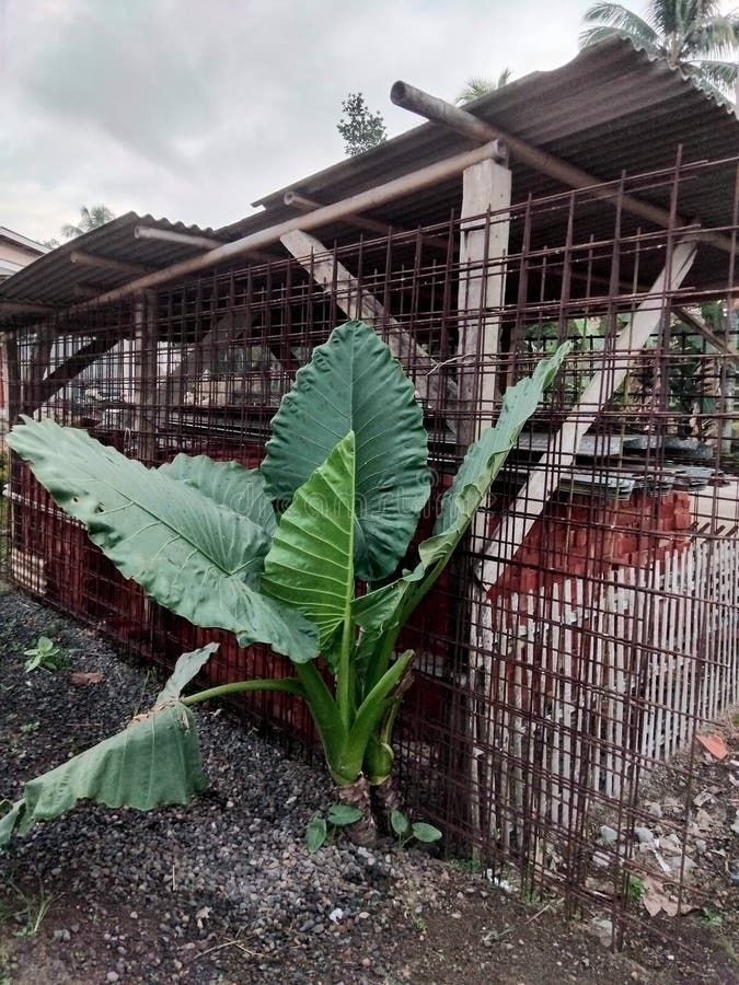 Alocasia Giant Taro Plant in West Java Indonesia Stock Photo - Image of ...