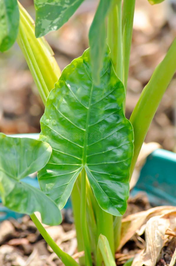 Alocasia, Alocasia Macrorrhizos or Alocasia Plant Stock Photo - Image ...