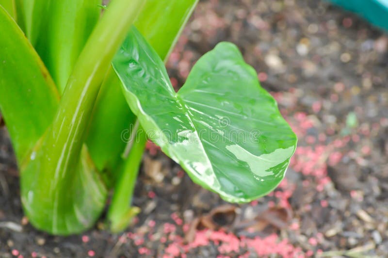 Alocasia, Alocasia Macrorrhizos or Alocasia Plant or Tricolor Alocasia ...