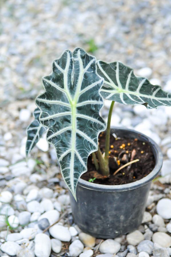 Alocasia, Alocasia Sanderiana Bull Stock Photo - Image of plant, fresh ...