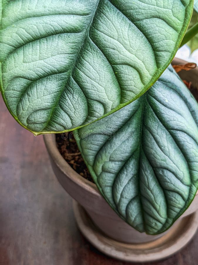 Alocasia Silver Dragon Leaf Close-up on a Window Sill. Stock Photo ...