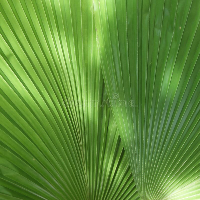 Alocasia Triangularis, Known for Its Unique Foliage and Architectural ...