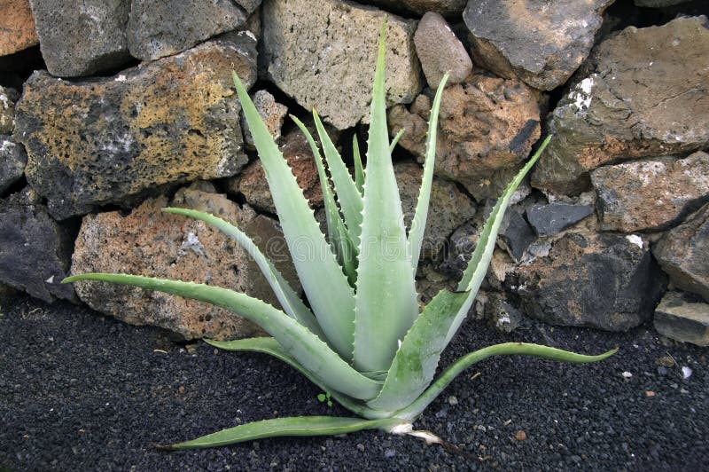 Aloe Vera stock image. Image of vegetation, medicinal - 9012345