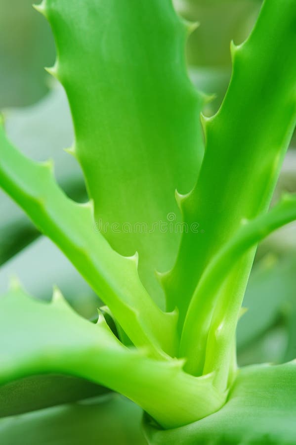 Aloe vera stock photo. Image of leaf, leaves, fleshy, succulent - 100132