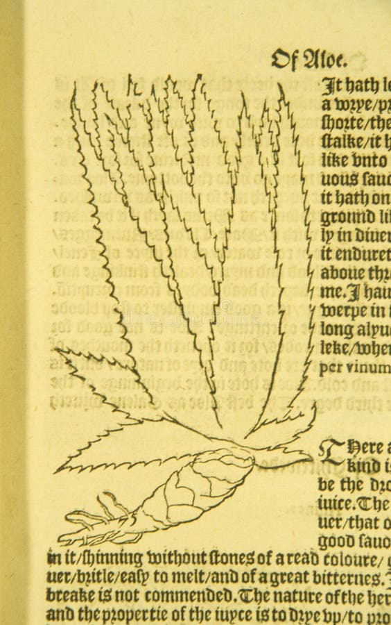 Of Aloe Picture. Image: 222310835