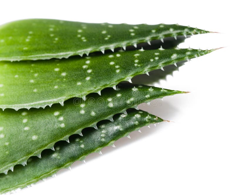 Aloe Vera stock image. Image of detail, skincare, herbal - 58429171