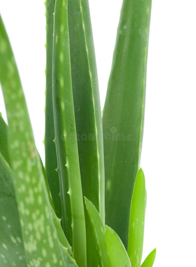 Aloe vera stock photo. Image of cactus, burns, extract - 17763654