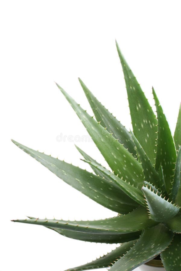 Aloe vera plant stock image. Image of care, herb, pharmacy - 59598611