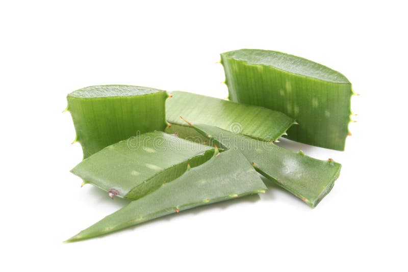 Indian Aloe Vera Plant-I stock photo. Image of green, thorns - 3203296