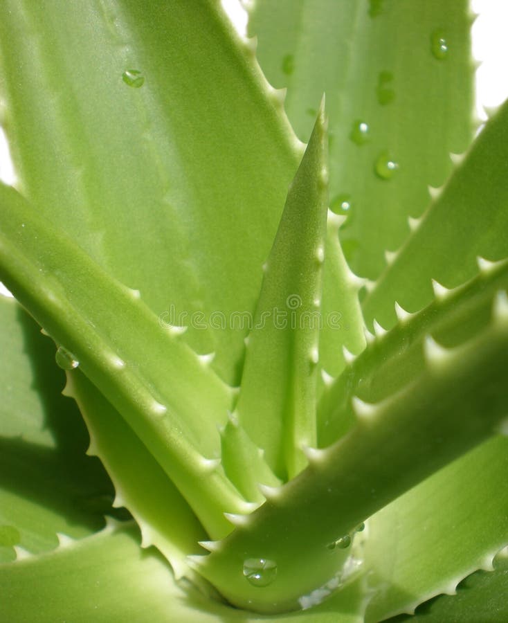 Aloe vera leaves stock photo. Image of care, medical - 29904388