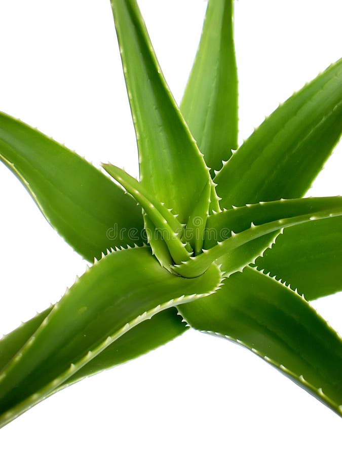 Aloe stock image. Image of leaves, growing, detail, close - 5493495