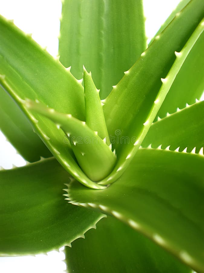 Aloe Vera plant stock image. Image of botanical, lanzarote - 24690267