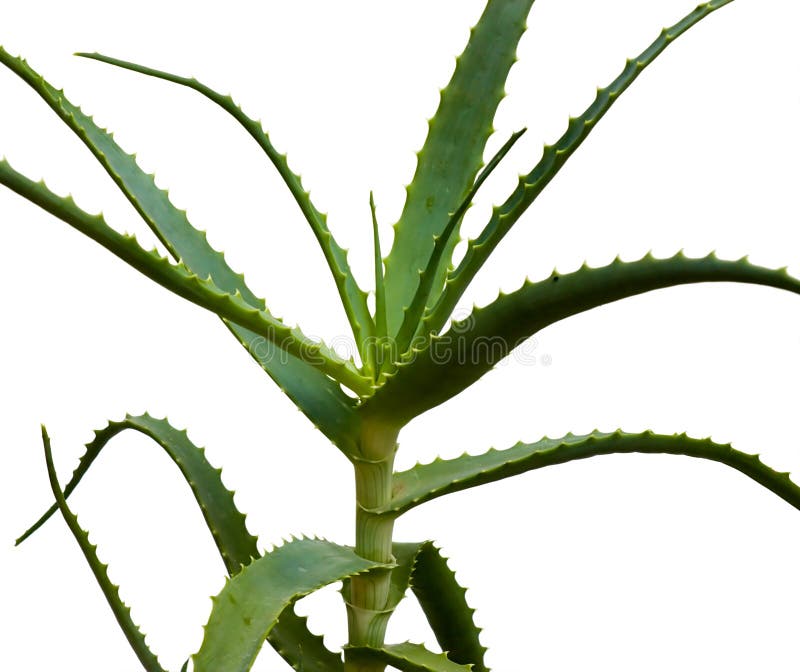 Aloe Arborescens stock image. Image of skin, cactus, curved - 1338093