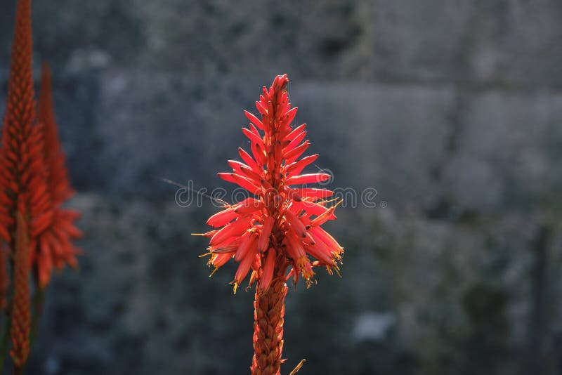 Aloe Arborescens Red Flower Stock Photo - Image of botanical, garden ...