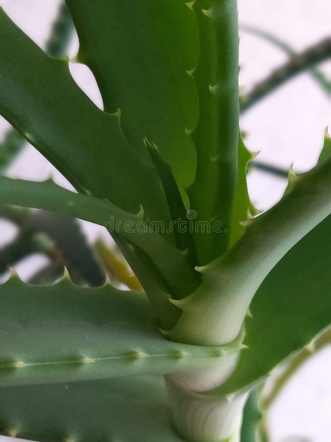 Aloe Arborescens (torch Aloe) Stock Photo - Image of bush, torch: 308299486