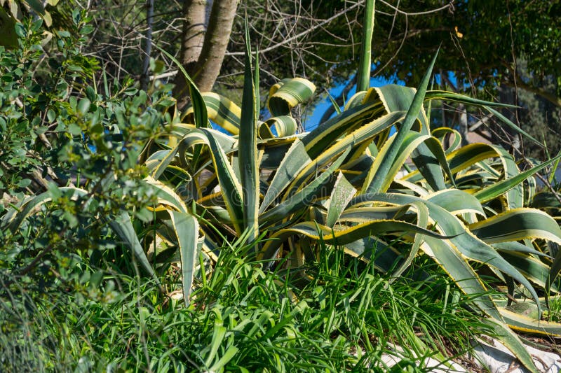 Aloe stock image. Image of beauty, green, yellow, tree - 67420057