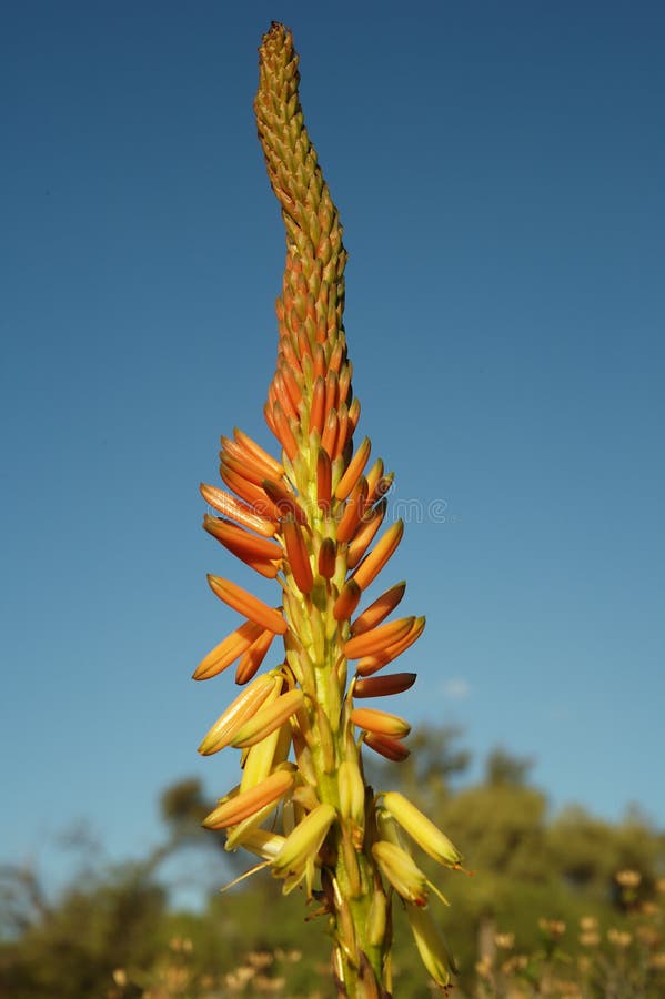 Aloe bloom stock image. Image of blue, aloe, bloom, yellow - 10683907