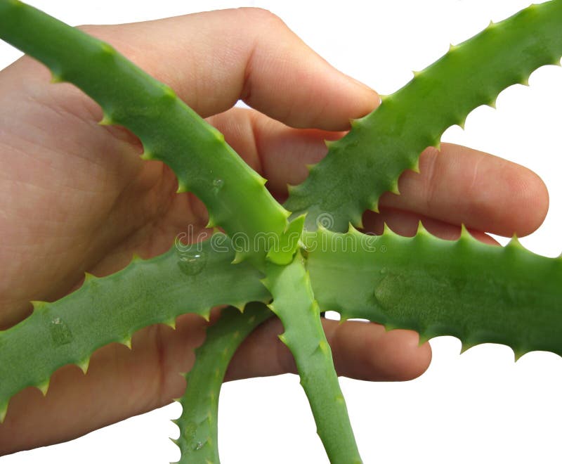 Branch Aloe Stock Photos - Download 926 Royalty Free Photos