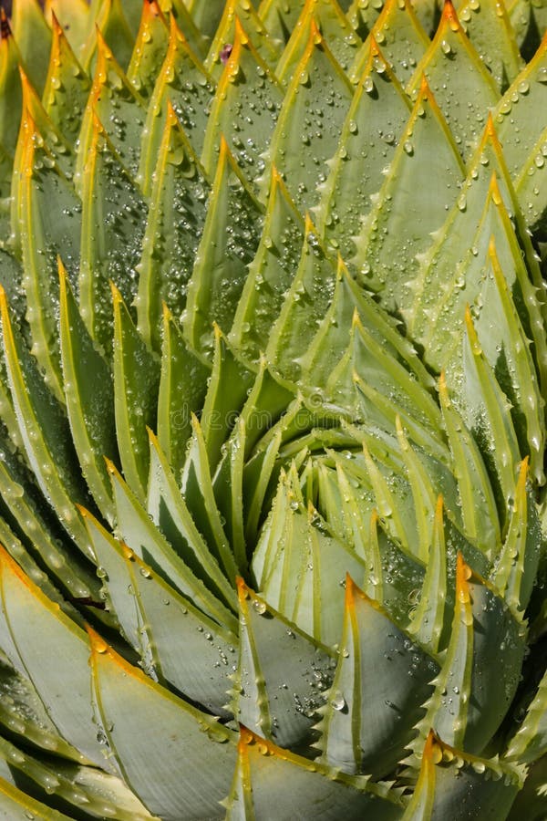 Aloe cacti with raindrops stock photo. Image of sharp - 72732112