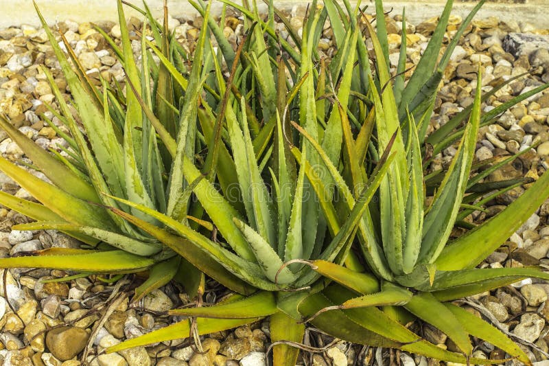 Aloe Cactus Plant stock photo. Image of vera, tropical - 35571908