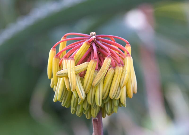 Aloe Capitata Flower Cluster Ready To Bloom Stock Photo - Image of ...