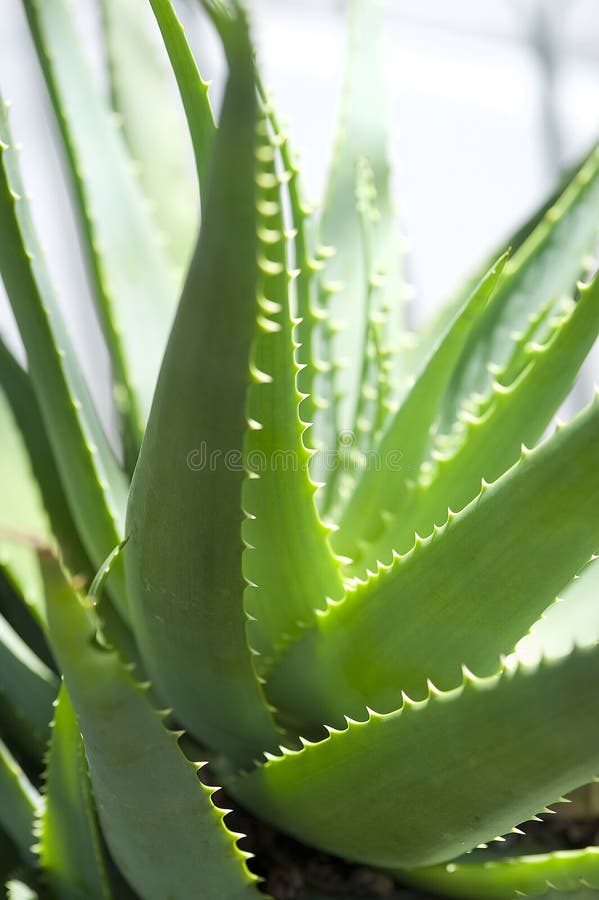 Aloe Arborescens stock image. Image of skin, cactus, curved - 1338093