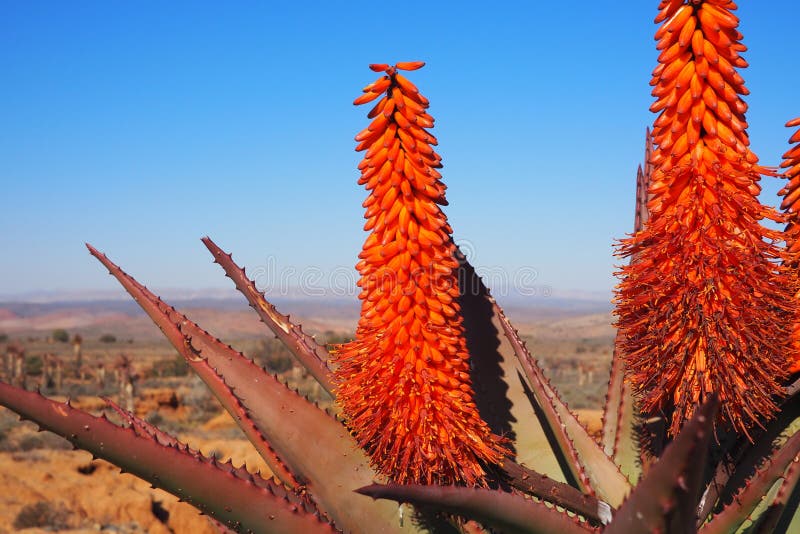 Aloe in a Dry and Open Landscape Stock Photo - Image of vera, leaf ...