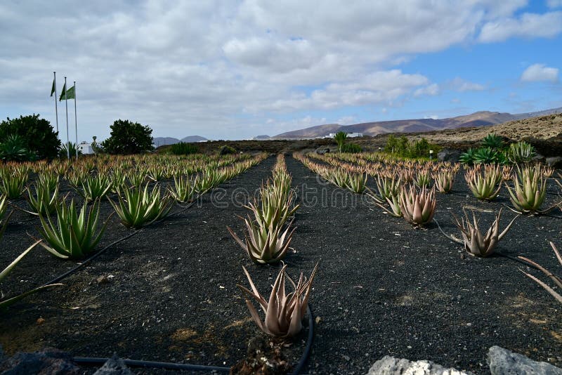 Aloe Farm on Lanzarote stock photo. Image of spiky, practices - 362818928