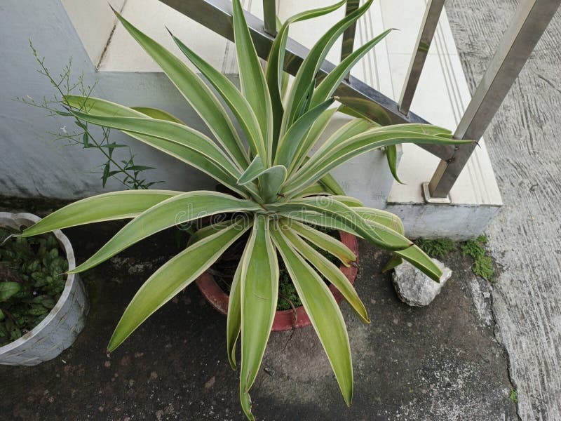 Aloe Fera Flower Stock Photos - Free & Royalty-Free Stock Photos from ...