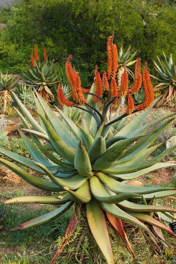 Aloe Ferox Plant in a Rock Garden Stock Image - Image of africa, aloe ...