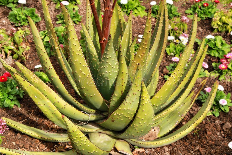 Aloe Ferox Cactus Plant in Elche Under the Sun Stock Image - Image of ...