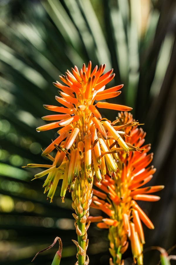 Aloe Flower on a Rainy Day, California Stock Photo - Image of ideas ...