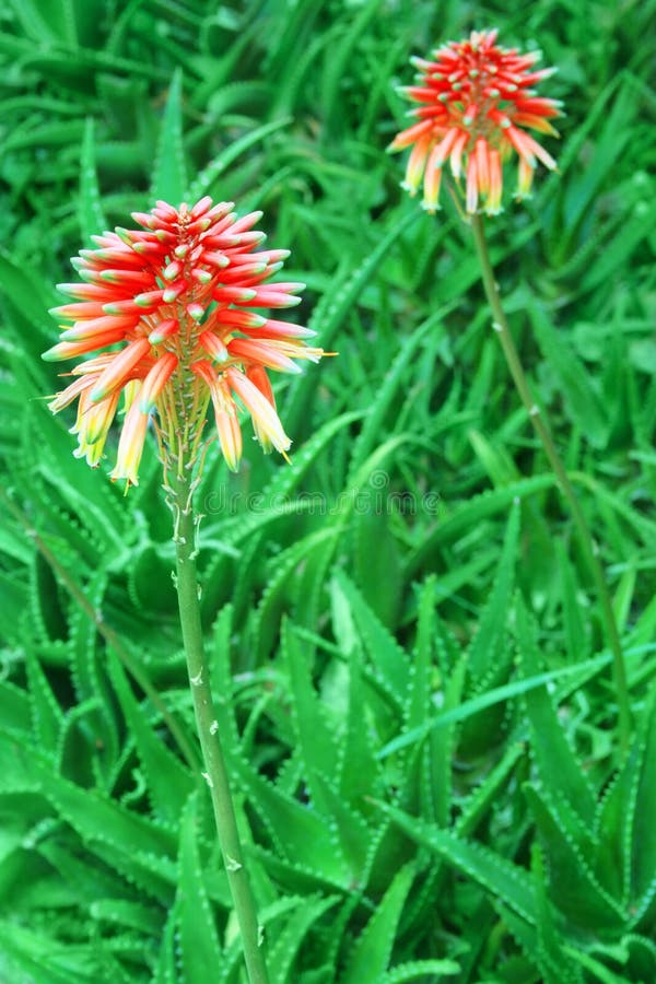 Aloe flowers. stock photo. Image of heal, culture, garden - 9534454