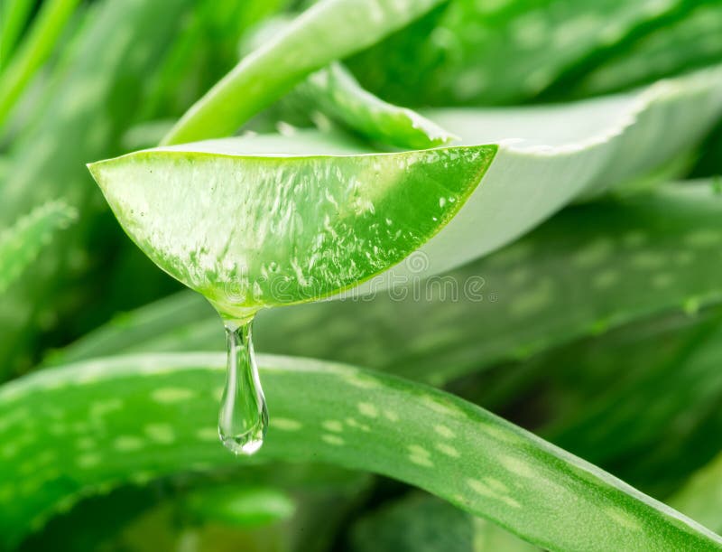 Aloe Gel Dropping from Fresh Aloe Vera Leaf Cut. Aloe Vera Plant at the ...