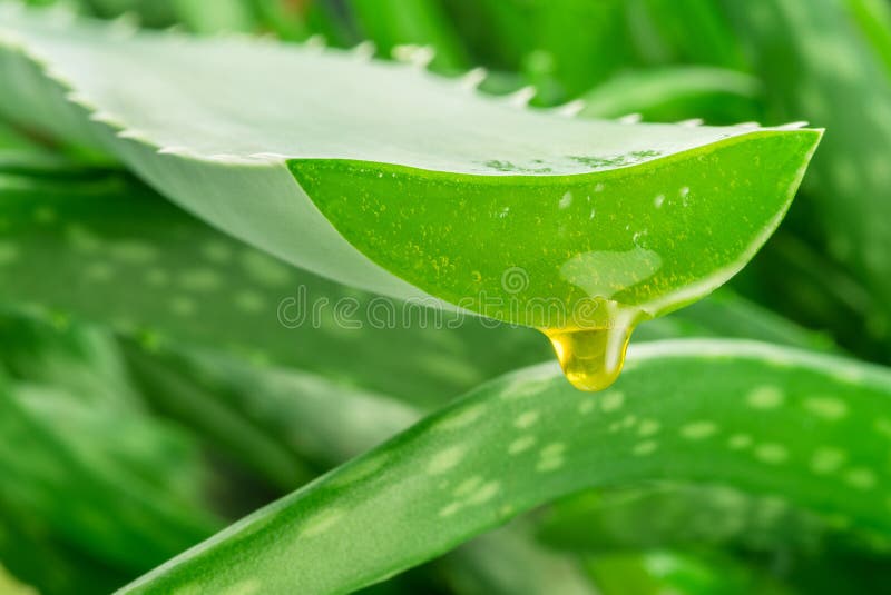 Aloe Gel Dropping from Fresh Aloe Vera Leaf Cut. Aloe Vera Plant at the ...