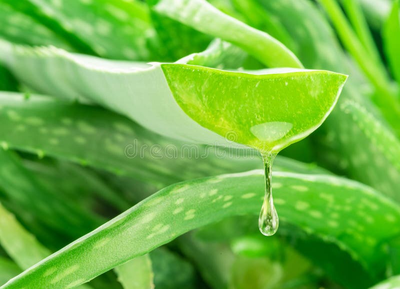 Aloe Gel Dropping from Fresh Aloe Vera Leaf Cut. Aloe Vera Plant at the ...